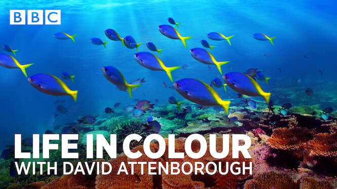Is 'Life in Colour with David Attenborough' on Netflix UK? Where to ...